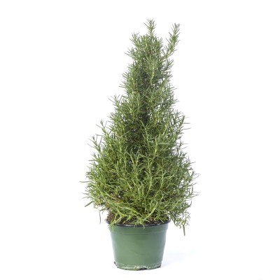 Rosmarinus officinalis - cone 6in - Washington - Cascade Tropicals