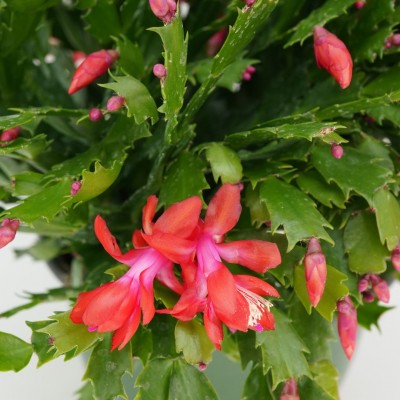 Schlumbergera truncata - HB 8in - Washington - Cascade Tropicals