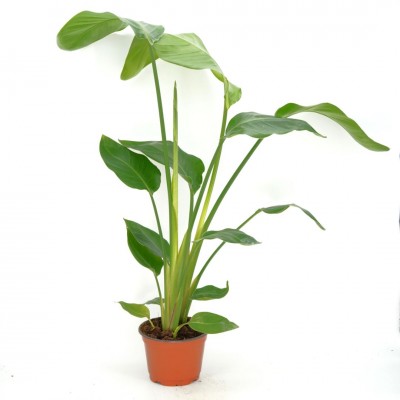 Strelitzia nicolai 6in - Washington - Cascade Tropicals