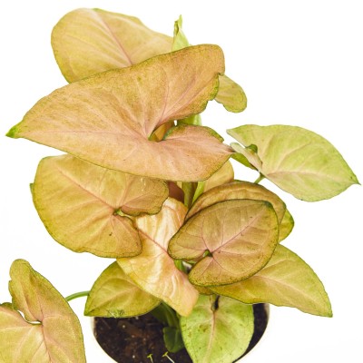 Syngonium Nephthytis Pink 6in - Washington - Cascade Tropicals