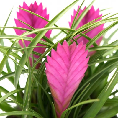 Tillandsia cyanea - triple 6in - Washington - Cascade Tropicals