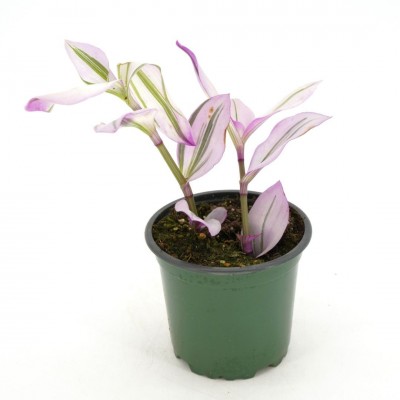 Tradescantia albiflora 'Nanouk' - 2pp 4in - Washington - Cascade Tropicals