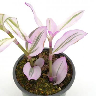 Tradescantia albiflora 'Nanouk' - 2pp 4in - Washington - Cascade Tropicals