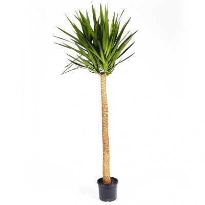 Yucca elephantipes - single stalk 10in - Washington - Cascade Tropicals