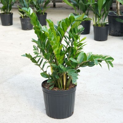 Zamioculcas zamiifolia 12in - Washington - Cascade Tropicals