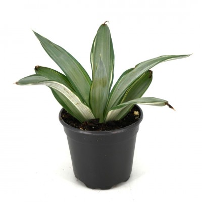 Agave desmettiana 'Silver Star' 4in - Washington - Cascade Tropicals