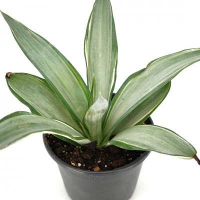 Agave desmettiana 'Silver Star' 4in - Washington - Cascade Tropicals