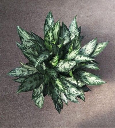 Aglaonema 'Mystic Marble' 6in - Washington - Cascade Tropicals