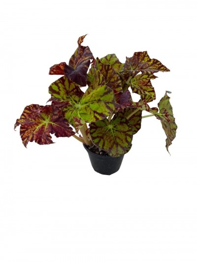 Begonia 'Amelia's Kaleidoscope' 4in - Washington - Cascade Tropicals