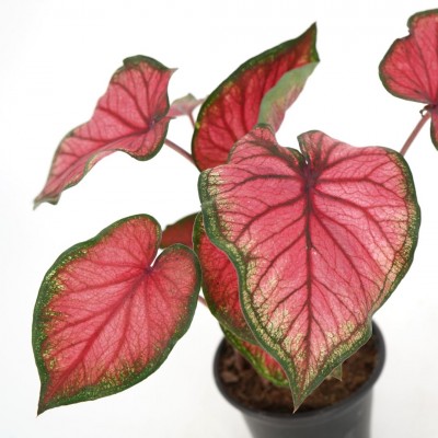 Caladium assorted - premium 4in - Washington - Cascade Tropicals