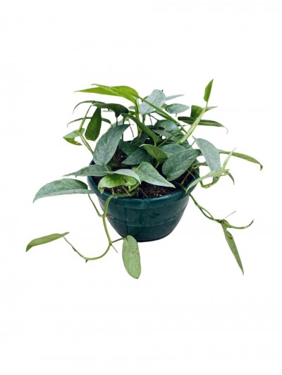 Epipremnum pin. 'Cebu Blue' - trellis 14in - Washington - Cascade Tropicals