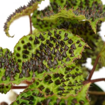 Begonia ferox 6in - Washington - Cascade Tropicals