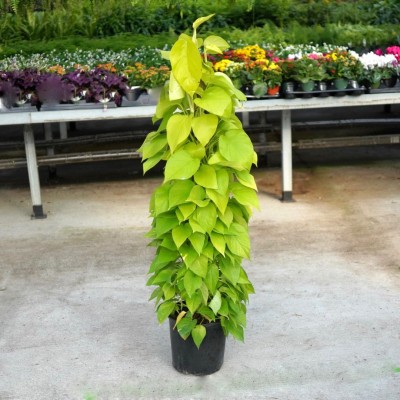 Epipremnum aur. 'Neon' - Pole 10in - Washington - Cascade Tropicals