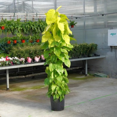 Epipremnum aur. 'Neon' - Pole 14in - Washington - Cascade Tropicals