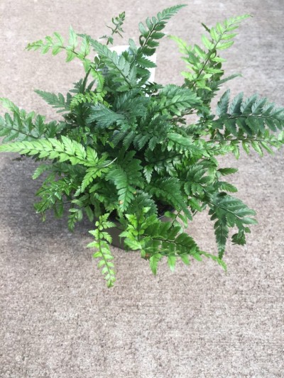 Fern assorted 4in - Washington - Cascade Tropicals