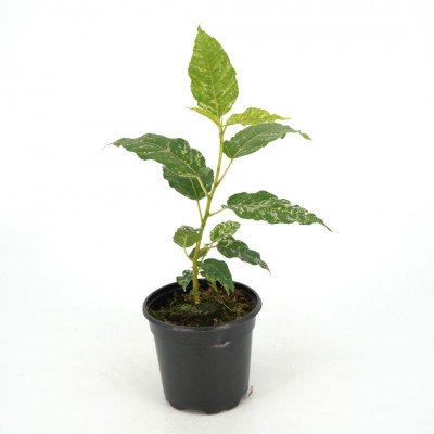 Ficus aspera 4in - Washington - Cascade Tropicals