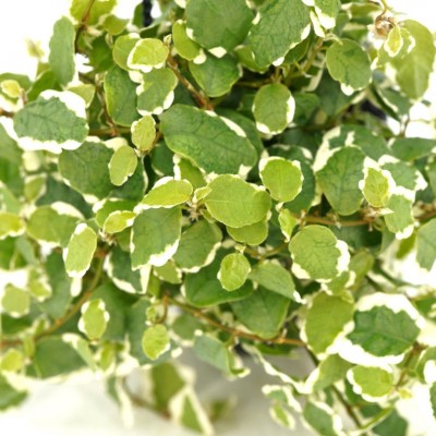 Ficus pumila 'Variegata' - HB 4in - Washington - Cascade Tropicals