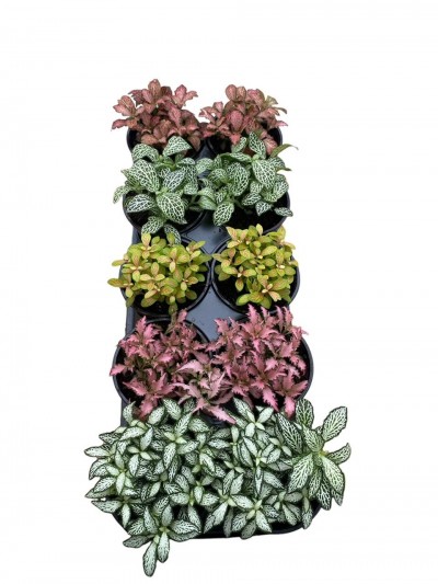 Fittonia assorted - premium 4in - Washington - Cascade Tropicals