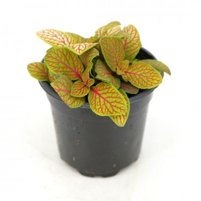 Fittonia albivenis 'Skeleton' 4in - Washington - Cascade Tropicals