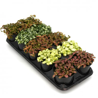 Fittonia assorted Premium - 10 per flat 4in - Washington - Cascade ...