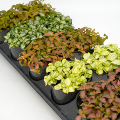 Fittonia assorted Premium - 10 per flat 4in - Washington - Cascade ...