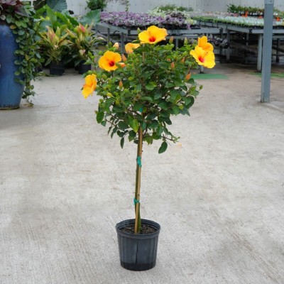 Hibiscus rosa-sinensis - standard 10in - Washington - Cascade Tropicals
