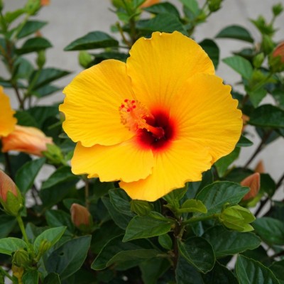 Hibiscus rosa-sinensis - standard 10in - Washington - Cascade Tropicals