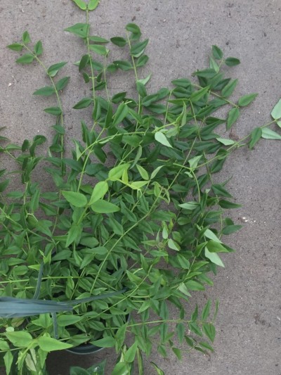 Hoya lanceolata 'Bella' - HB 6in - Washington - Cascade Tropicals