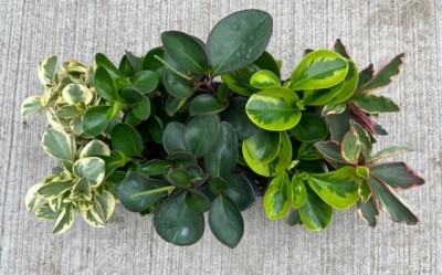 Peperomia assorted 4in - Washington - Cascade Tropicals