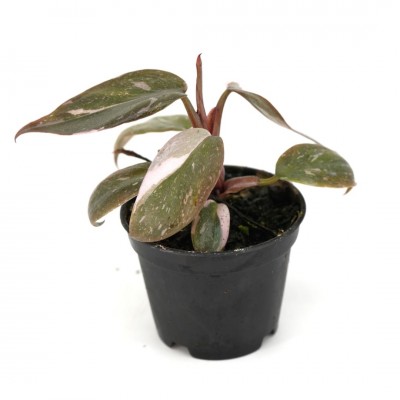Philodendron 'Pink Princess Marble' 2in - Washington - Cascade Tropicals