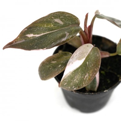 Philodendron 'Pink Princess Marble' 2in - Washington - Cascade Tropicals