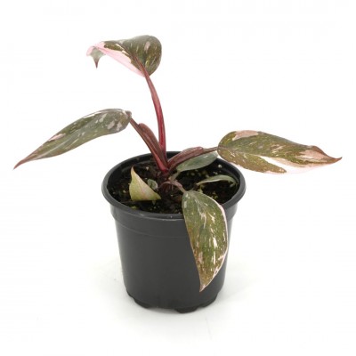 Philodendron 'Pink Princess Marble' 4in - Washington - Cascade Tropicals