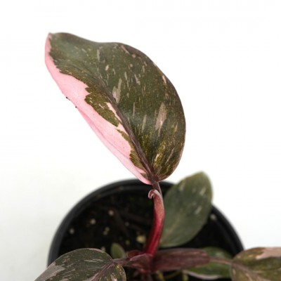 Philodendron 'Pink Princess Marble' 4in - Washington - Cascade Tropicals