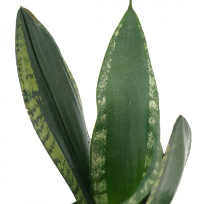 Sansevieria 'Silver Flame' 6in - Washington - Cascade Tropicals