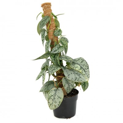 Scindapsus pict. 'Silver Lady' - pole 6in - Washington - Cascade Tropicals