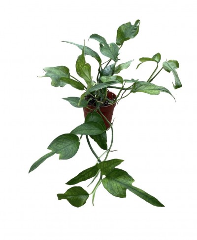 Epipremnum pinnatum 'Skeleton Key' 4in - Washington - Cascade Tropicals