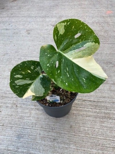 Monstera del. 'Thai Constellation' 8in - Washington - Cascade Tropicals