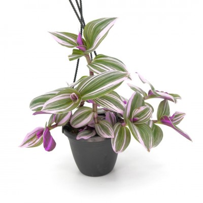 Tradescantia albiflora 'Nanouk' - HB 4in - Washington - Cascade Tropicals