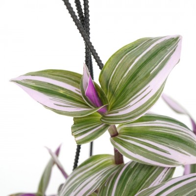 Tradescantia albiflora 'Nanouk' - HB 4in - Washington - Cascade Tropicals